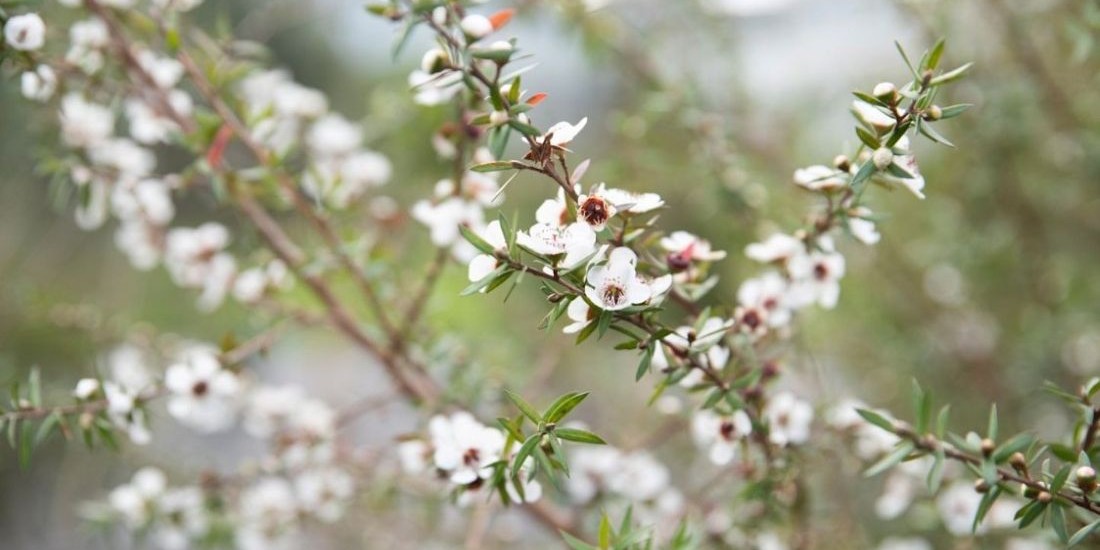 Biodiscovery Platform | Bioeconomy Science Institute