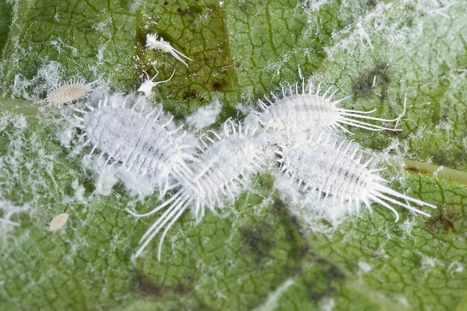 Mealybug monitoring offers fresh insights for New Zealand apple growers ...